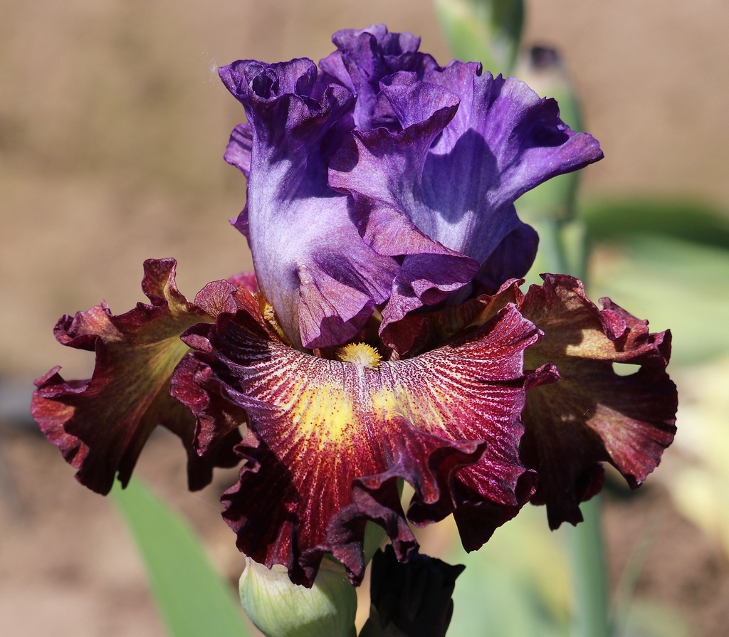 Sheer Madness | Mid-America Garden Sheer Madness | Mid-America Garden